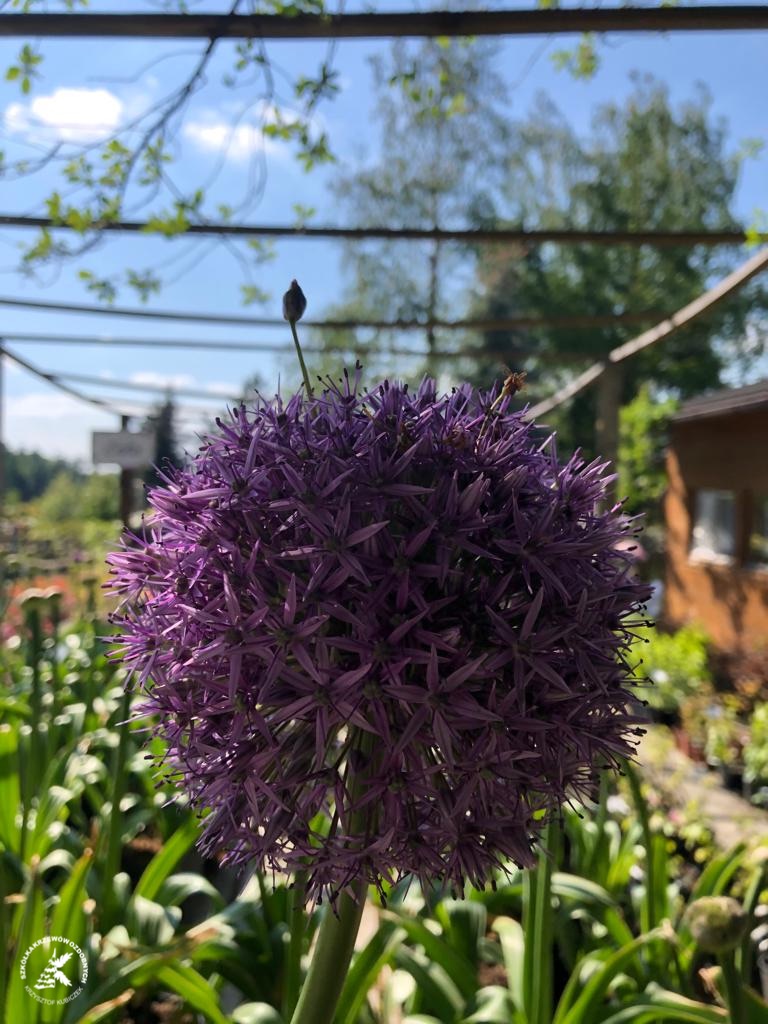 CZOSNKI OZDOBNE JUŻ W SPRZEDAŻY! - Kubiczek - Szkółka drzew i krzewów ...